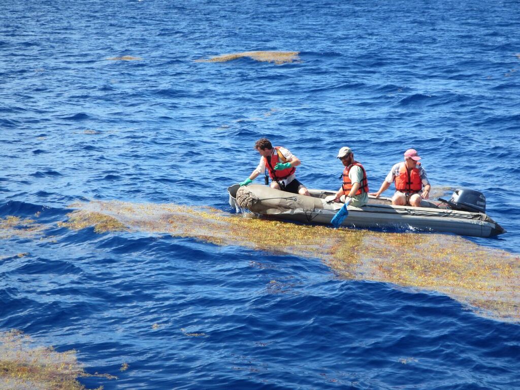 Seaweed Invasion | Caribbean Sailing Association